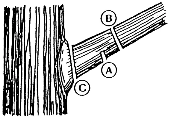 How to Prune a Tree with Hand and Power Tools - Awesome Axes