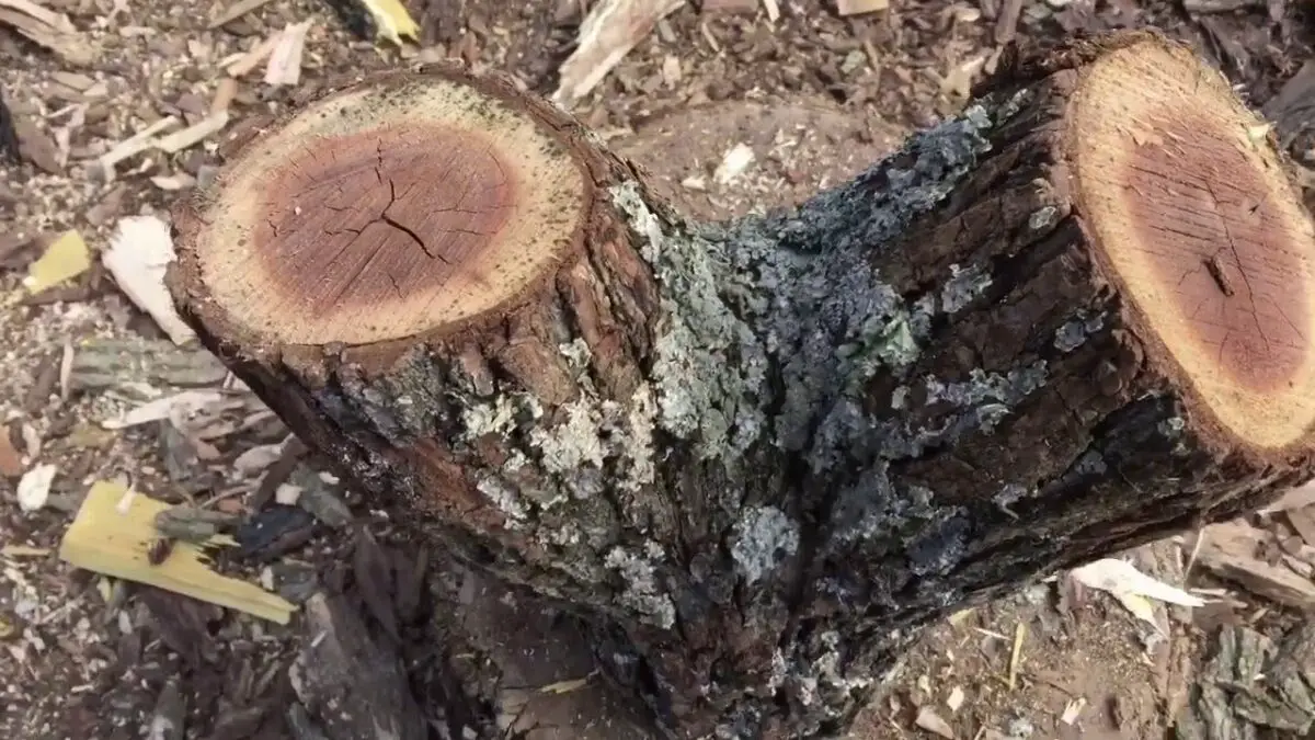 Is Elm Firewood any Good for Burning? - Awesome Axes