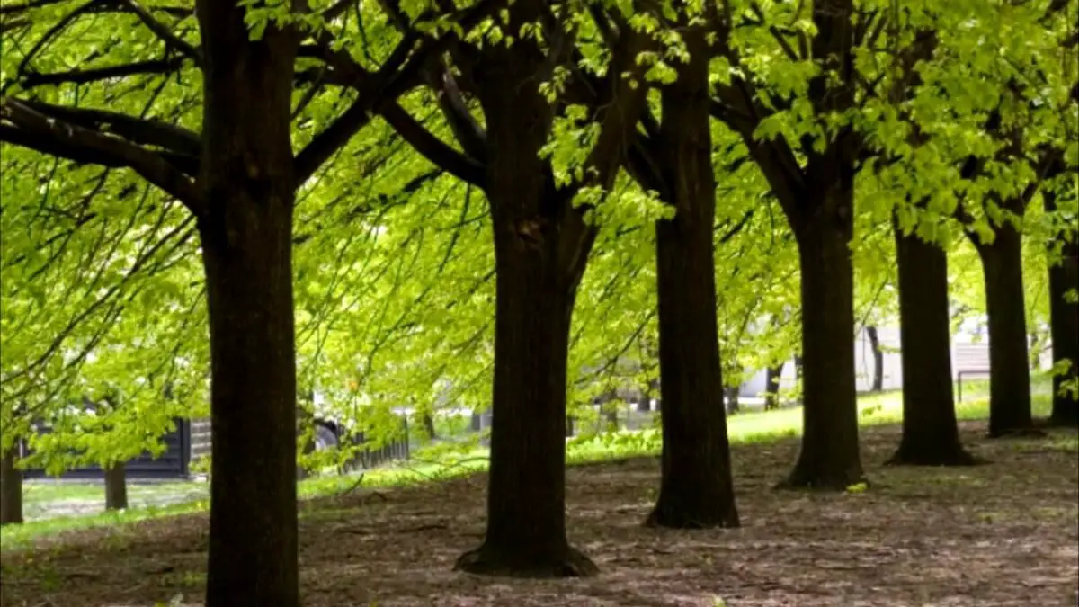 Is Elm Firewood any Good for Burning? - Awesome Axes