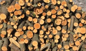 10 Best Smelling Firewoods to Burn [Ranked] - Awesome Axes