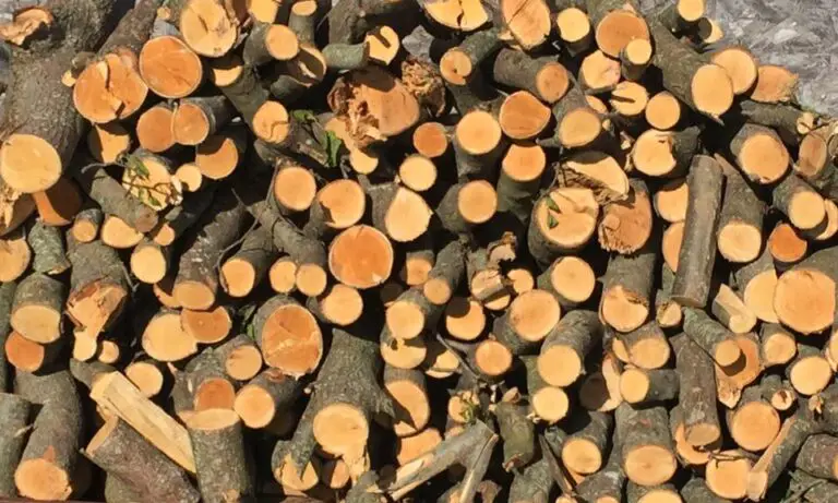 10 Best Smelling Firewoods to Burn [Ranked] - Awesome Axes